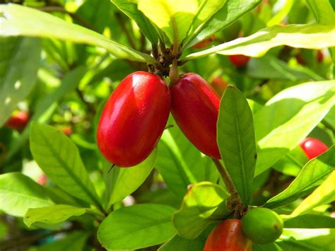 Miricle Berry Seeds