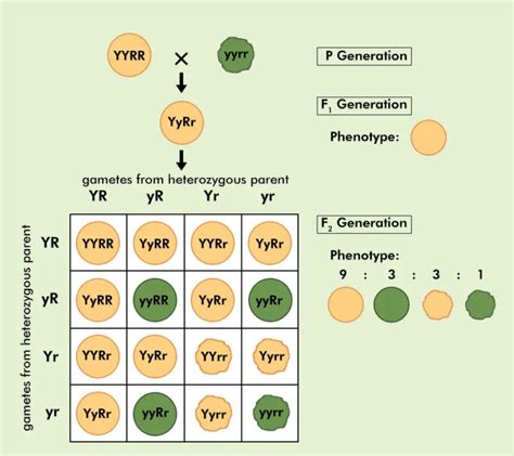 Mendels Laws Of Inheritance Mendelian Inheritance Biology Notes Online