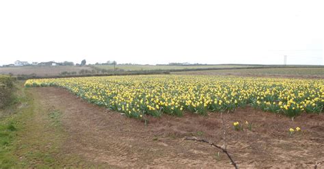 Daffodil Field North West Of South © Eswales Cc By Sa20