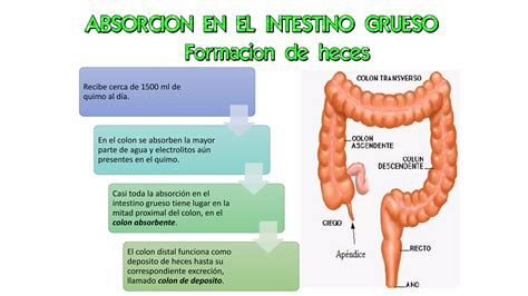 Digestión Y Absorción En El Tubo Digestivo Capítulo 65 Ppt