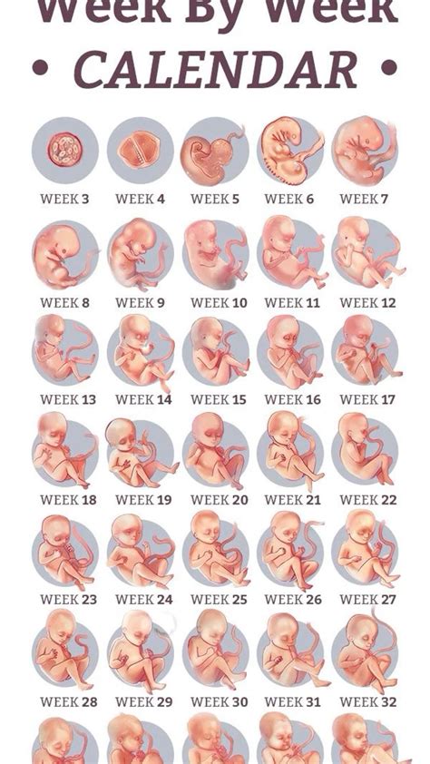 Pregnancy Weeks To Months How Many Weeks Months And Trimesters In