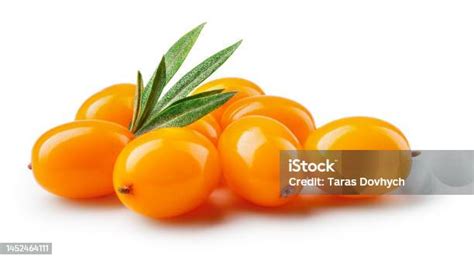 갈매 나무속이 고립되었습니다 흰색 바탕에 나뭇잎을 가진 바다 갈매 나무속 클리핑 경로가있는 갈매 나무속 전체 피사계 심도 갈매나무에 대한 스톡 사진 및 기타 이미지 Istock