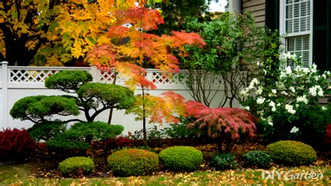 10 Best Small Trees With Non Invasive Roots For Front Garden