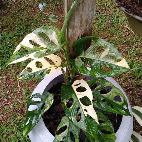 Gayathri Wijethunga Gayathri Wijethunga • Instagram Photos And Videos