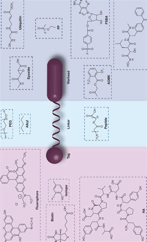 Anatomy Of An Activity Based Probe With Representative Examples An Abp