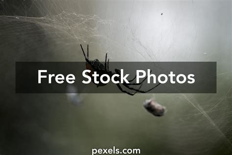 Predator Traps Photos Download The Best Free Predator Traps Stock