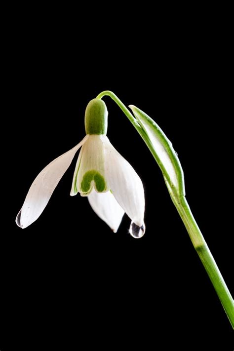 Guitar Strings [oc] R Macroporn