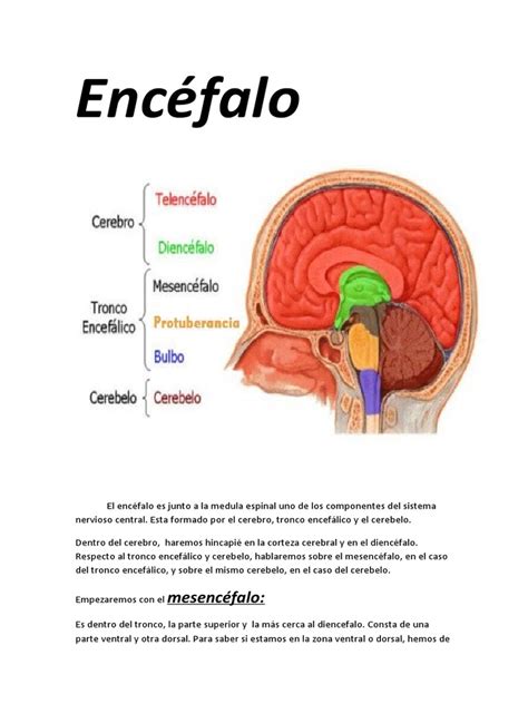 Anatomia Encefalo Pdf Cerebro Cerebelo