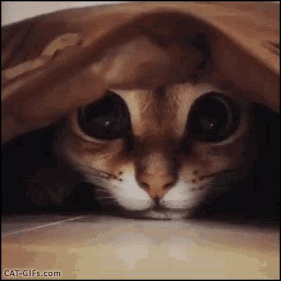 Cat Hiding Face 