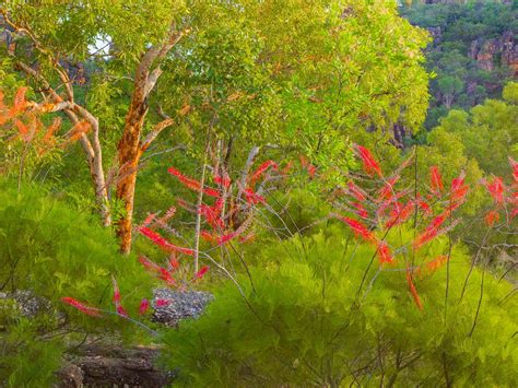Natural History Dry Sclerophyll Forests