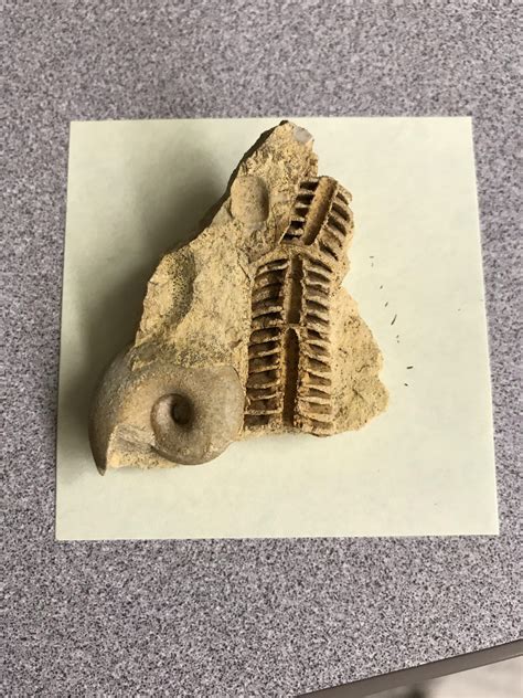 Platteville Cephalopod Fossil Id The Fossil Forum