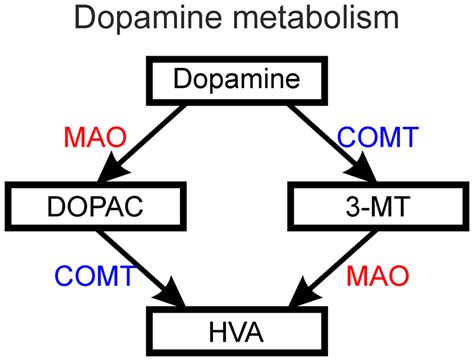 The Metabolism Of Dopamine Into Dopac 34 Dihydroxyphenylacetic Acid