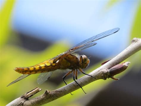 Libellule Aile Insecte Photo Gratuite Sur Pixabay Pixabay