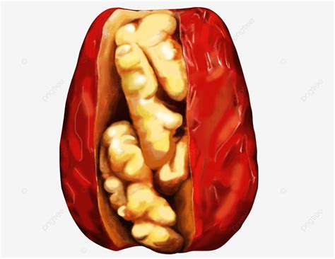 오리지널 대추 클립 호두 Psd 기발한 대추 월넛 Png 일러스트 및 Psd 이미지 무료 다운로드 Pngtree