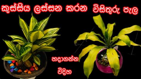 විසිතුරු පැල වලින් කුස්සිය ලස්සන කරන විදිහ Youtube