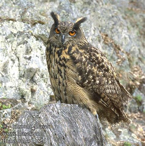 Bubo bubo Eagle Owl Uhu Grand-duc Europe Búho Real Výr velký skalný ...