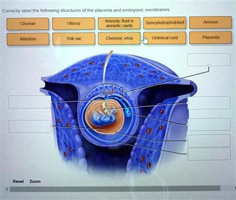 Solved Correctly Label The Following Structures Of The Placenta And Embryonic Membranes