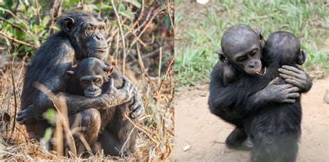 Our Ape Cousins Show Us Empathy Has Deep Evolutionary