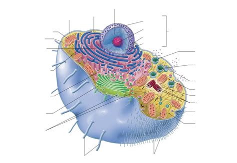 Anatomy And Physiology Lab Exam Diagram Quizlet