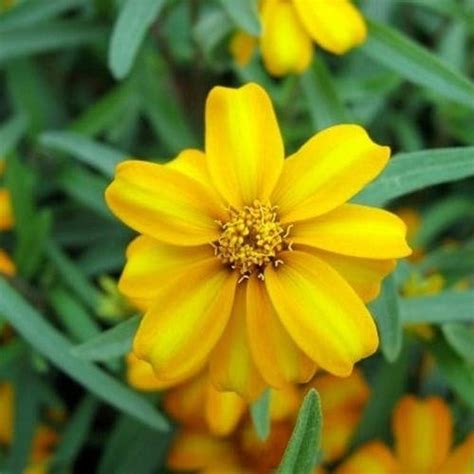 50 Mexican Mint Herb Seeds Garden Fresh Seeds