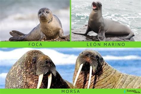 Diferencia Entre Foca León Marino Y Morsa Resumen Y Fotos