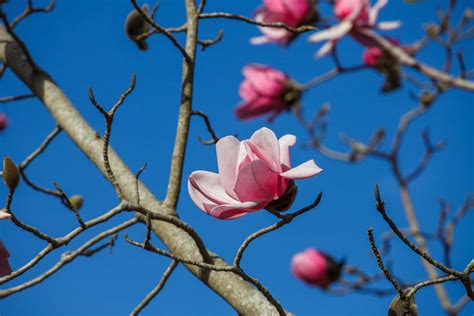 Magnificent Magnolias At San Francisco Botanical Garden