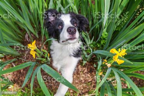공원이나 정원 배경에서 녹색 잔디 잔디에 앉아 귀여운 밀링 강아지 국경 콜리의 재미있는 야외 초상화 0명에 대한 스톡 사진 및 기타 이미지 Istock