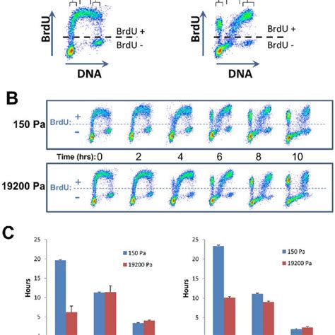 Brdu Pulse Chase Of Cell Cycle Progression A549 Cells Were Pulsed With