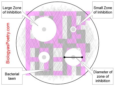 Zone Of Inhibition Biology As Poetry