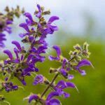 Salvia Nemorosa Bumbleberry Sage Uses Design Ideas Care