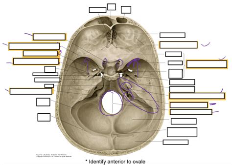 Skull Labeling Pt 4 Diagram Quizlet