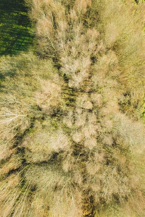 Overhead Drone Aerial View Of The Canopy Of A Deciduous Forest In Winter Stock Illustration