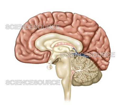 Sulcus Terminalis Brain