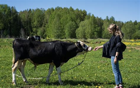 Выходные на экоферме отдых от городской суеты милые животные и развлечения на выбор 🧭 цена