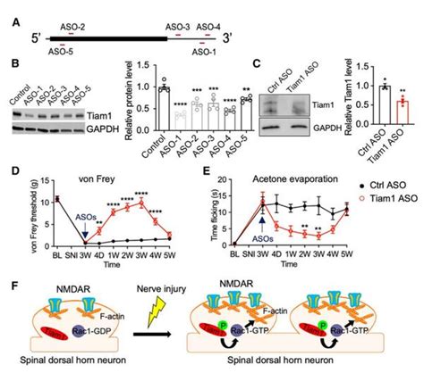 Neuron：神经病理性疼痛新靶点——调控突触结构和功能可塑性镇痛 知乎
