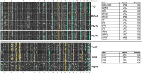 Rgc Markers Segregate Into Two Major Correlation Networks For Each Of