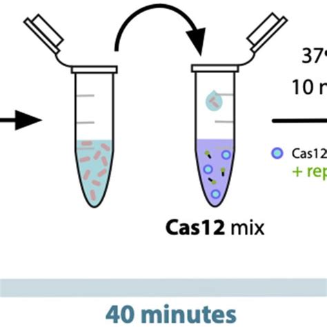 Lamp Cas12 Diagnostic Method For Sars Cov 2 Detection Schema Shows The Download Scientific