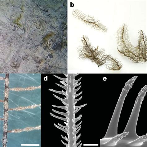 Stichopathes Sp From Bermuda Showing A Preserved Specimen Scale Download Scientific Diagram