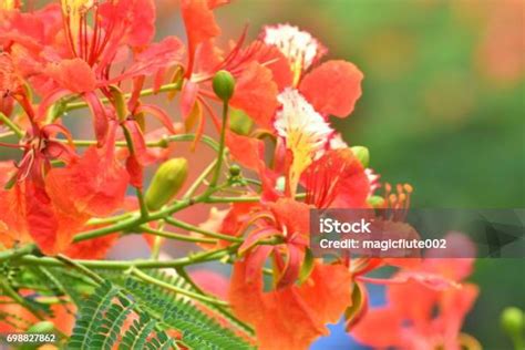Bunga Pohon Api Delonix Regia Foto Stok Unduh Gambar Sekarang Alam Asia Asia Pasifik