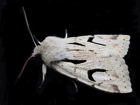 C on Twitter カギモンキリガ Orthosia nigromaculata グミ食いのカッコ良さ極振り春キリガ鉤紋は