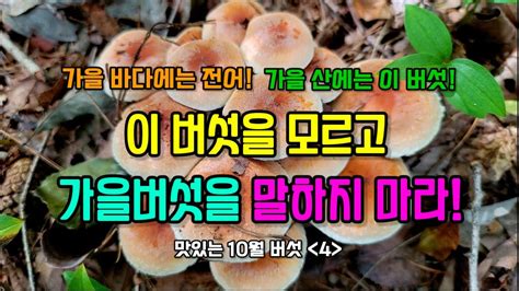 가을바다에는 전어가 있다면 가을산에는 이 버섯 너무 소담스럽고 먹음직스러워 그냥 보기만해도 쑥~ 뽑고 싶다 이 버섯을 모르고 가을버섯을 안다고 할수 없을만큼 맛있는