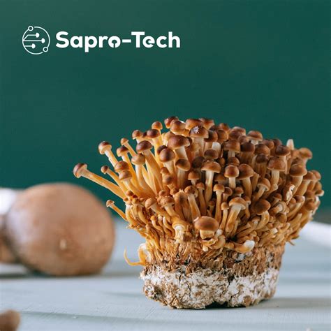 Sapro Tech News — Sapro Tech