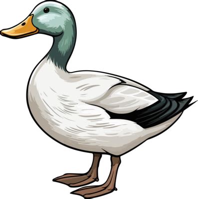 Duck Illustration PNGs For Free Download