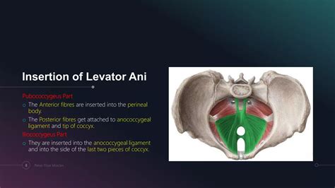 Pelvic Floor Muscles Pptx