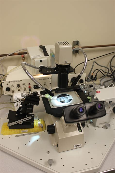Microinjection First Step University Of Hawaiʻi Reed Lab