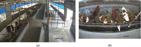 Figure 1 From Detection Of Cattle Key Parts Based On The Improved Yolov5 Algorithm Semantic