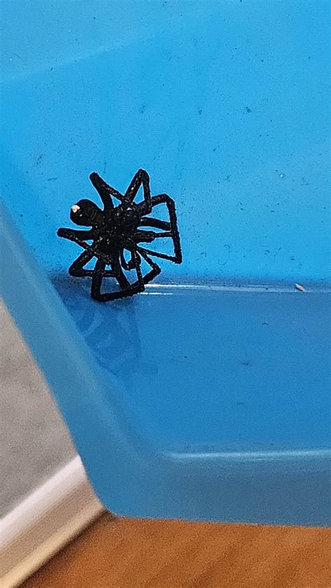 What Is This Spider Dead Spider Pic At End R Newzealandwildlife