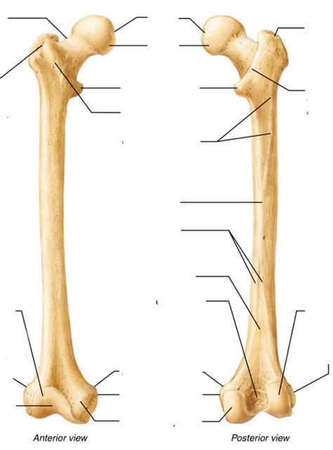 Biol 251 Hindlimb Femur Thigh Bone Diagram Quizlet