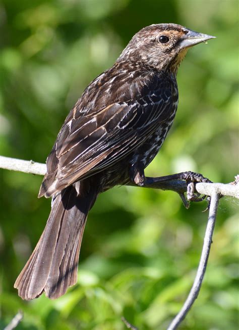 Female Red Winged Blackbird