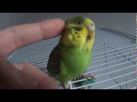 Giving My Budgie A Head Scratch Youtube